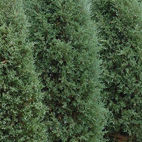 Juniper Taylor Spiral 20 Ted Lare Design And Build