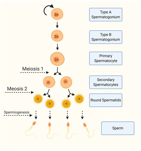 Diagram To Illustrate Spermatogenesis In The Human Download Scientific Diagram