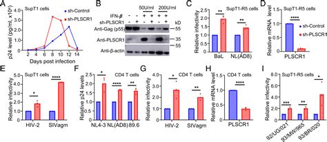 Ifn Inducible Human Phospholipid Scramblase 1 Plscr1 Protein
