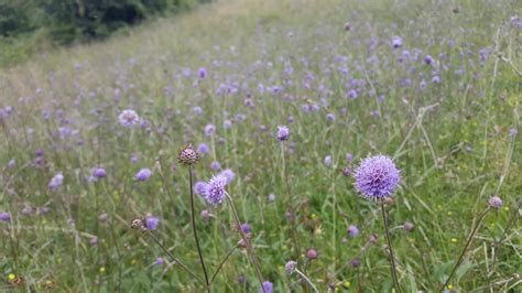 Devils Bit Scabious Succisa Pratensis Celtic Wildflowers