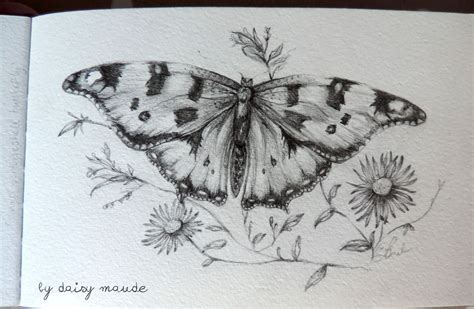 Tortoiseshell Butterfly Pencil Drawing By Daisy Maude Butterfly Art