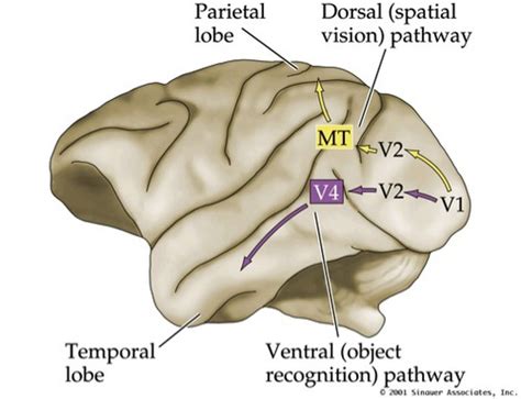 Object Recognition And Spatial Processing Flashcards Quizlet