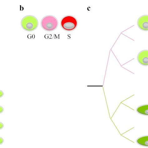 Single Cells Display Cell To Cell Variability In Gene Expression Graph Download Scientific