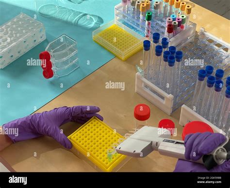 Woman Injecting A Substance Into A Tube Using A Multichannel Pipette Stock Photo Alamy