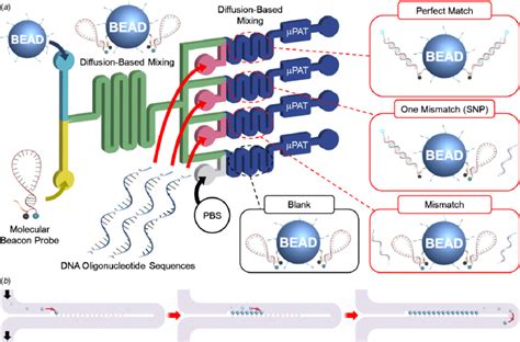 conceptual illustrations of the dynamic bead based microarray for