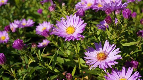 Herbstaster Aster d. Rosenwichtel – Ginkgo Gardens