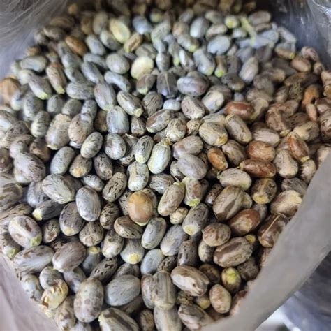 خرید و قیمت بید انجیر یا بیدینجیل از غرفه عطاری عظیمی