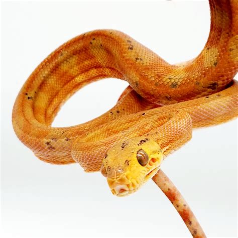 Corallus Hortulanus Boa Damazonie Male Zanimaux Shop