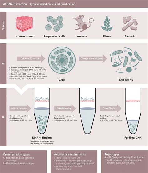 Dna Extraction Workflow Via Kit Purification Study Chemistry