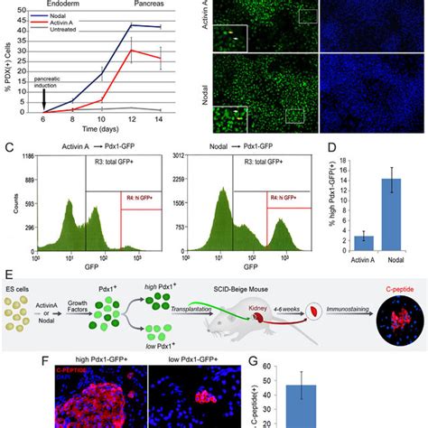 Gene Expression Profiling Of Nodal And Activin Derived Endoderm A Download Scientific
