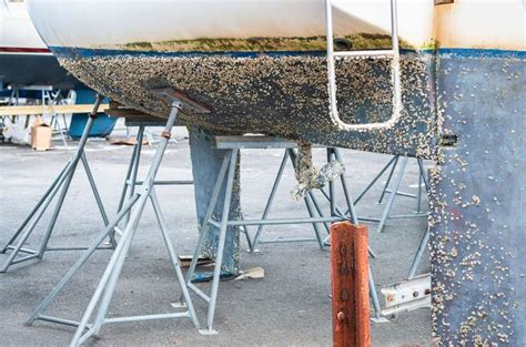 Barnacles Stephen Lynch