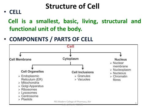 scope of anatomy and physiology pdf introduction of human body human