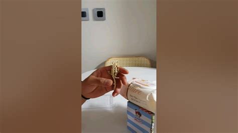 크레스티드 게코 도마뱀 릴리화이트 이뻐해주기 Youtube