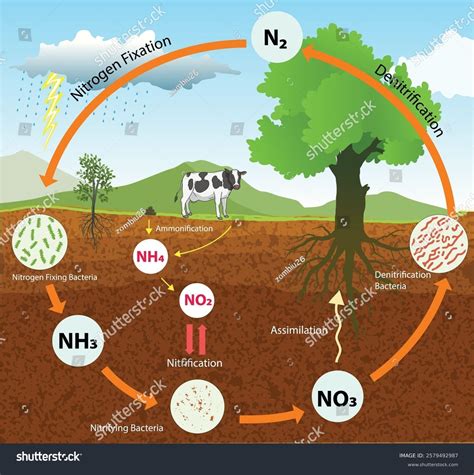 Illustration Nitrogen Cycle Diagram Vector Vector De Stock Libre De Regalías 2579492987