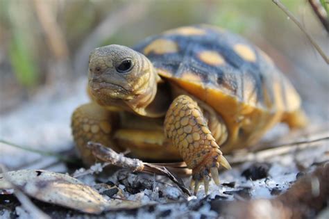 Gopher Tortoise Fwc