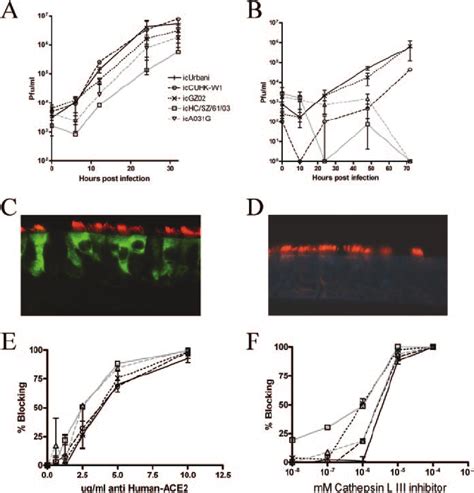 In Vitro Growth Characteristics Of Recombinant Sars Cov Spike