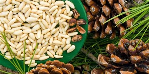 Кедровые орехи — полезные свойства