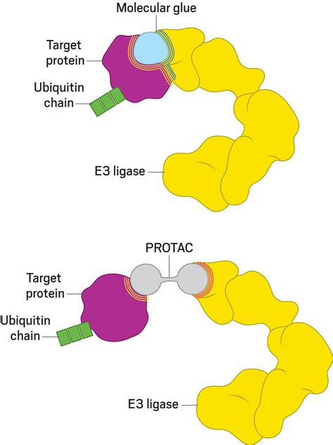 Super Glue Chemical Structure At Linda Lampkin Blog