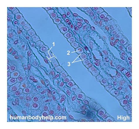 Simple Cuboidal Epithelium Human Body Help