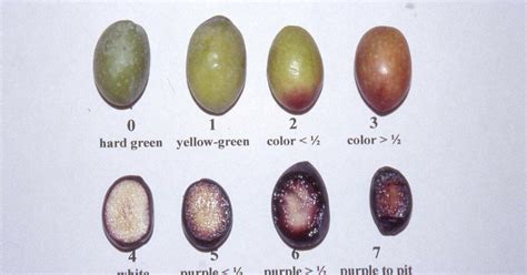 Olive Maturity Index Texas Association Of Olive Oil