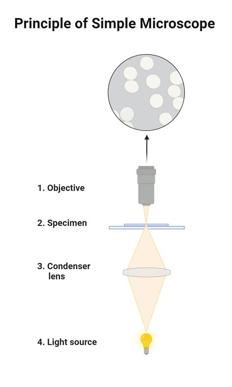 Diagrama De Lente De Microscopio Simple The Microscope An