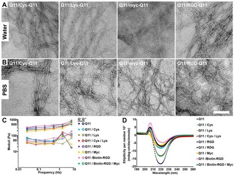 Directed Intermixing In Multicomponent Self Assembling Biomaterials