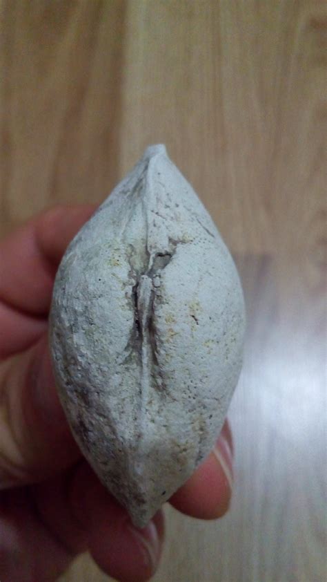 Bivalve Fossil Id The Fossil Forum