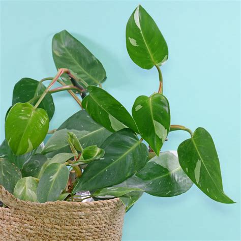 Philodendron "White Princess" Pflege