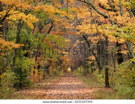 Tree Canopy Tunnel On Trail Stock Photo 2231107343 Shutterstock