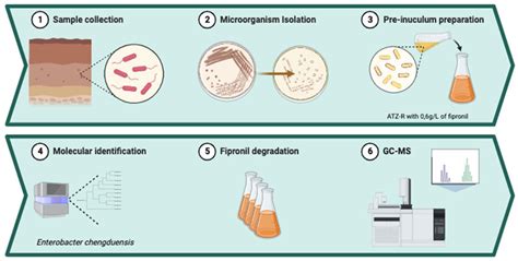 Schematic Representation Of The Main Steps Carried Out In This Work Download Scientific Diagram