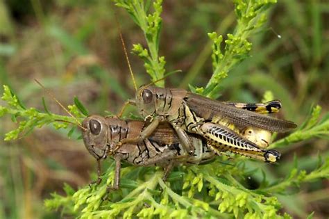 Mating Differential Grasshoppers Melanoplus Differentialis BugGuide Net