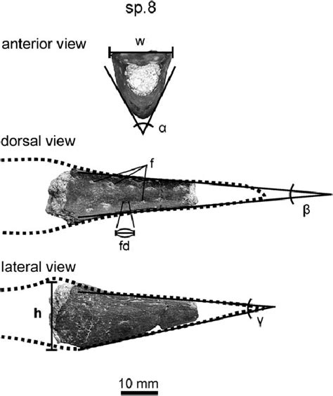 Morphometric Measurements And Variables Defined For Morphometric Download Scientific Diagram