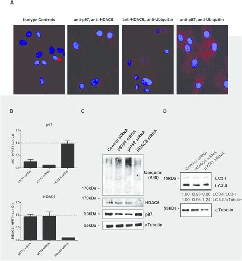 Intracellular Interaction Among P97 Hdac6 And Polyubiquitinated