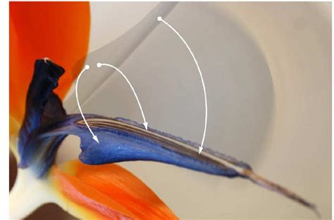Figure 1 Bio Inspired Kinematics Of Adaptive Shading