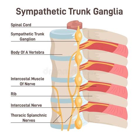 Lumbar Sympathetic Stock Illustrations 113 Lumbar Sympathetic Stock Illustrations Vectors