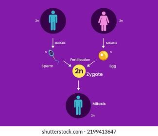 Human Sexual Reproduction Process Medical Infographic Stock Vector