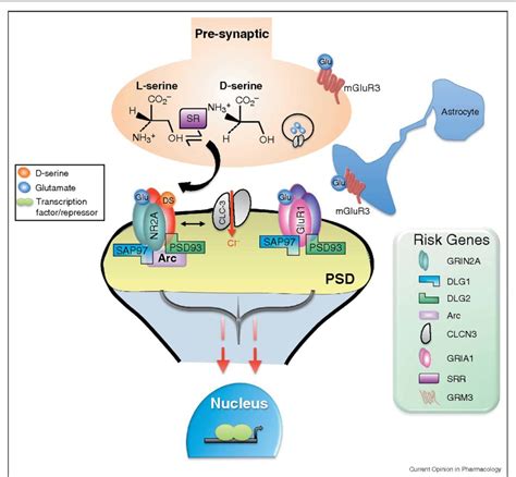Genetic Variants Which Prevent A Neurotransmitter Receptor From Working Properly Have Been