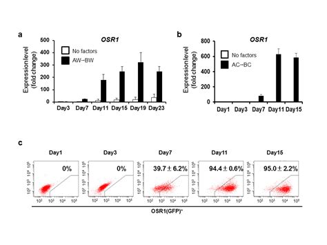 Directed Differentiation Of Human Pluripotent Stem Cells Into