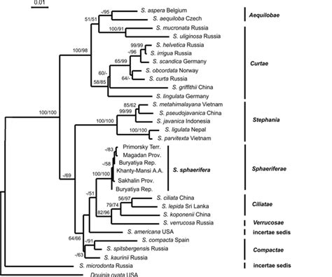 maximum likelihood phylogenetic tree inferred from its1 2 and trnl f