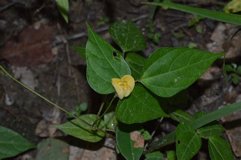 Vigna Eflora Of India