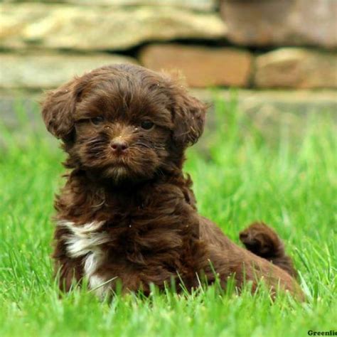Shih Poo Puppies For Sale Artofit