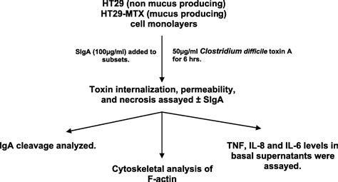 Effect Of Host Defenses On Clostridium Difficile Toxininduc
