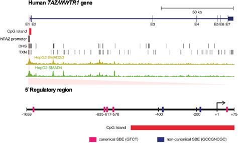 Human Tazwwtr1 Gene Promoter Harbors Smad Binding Sites The Dna
