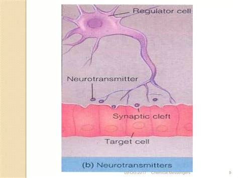 Chemical Messengers Biochemistry Of Hormones Their Feedback
