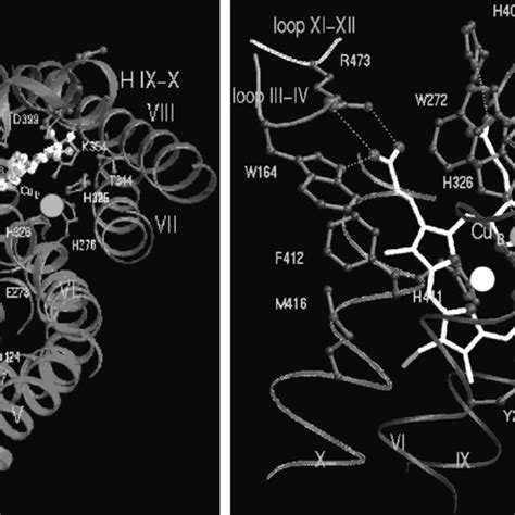 1 Three Dimensional Diagram Of The Cytochrome C Oxidase Of Paracoccus Download Scientific