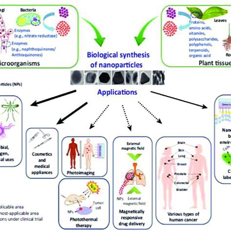 Diverse Bio Development Synthesis Of Nanoparticles And Their