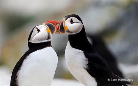 Puffins Of Machias Seal Island | Scott Martin Photography