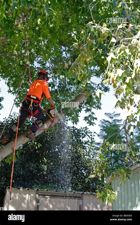 A Worker With Safety Gears Pruning A Tree In Perth Western Australia Stock Photo Alamy