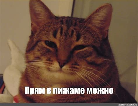 Создать мем "фотки ой кошки, мем кот, улыбающийся кот" - Картинки ...