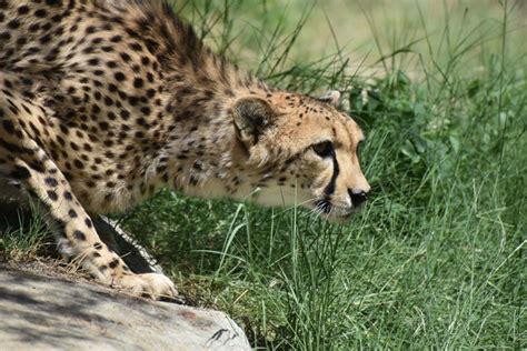 7 Wild Cats That Kill Their Own Kind